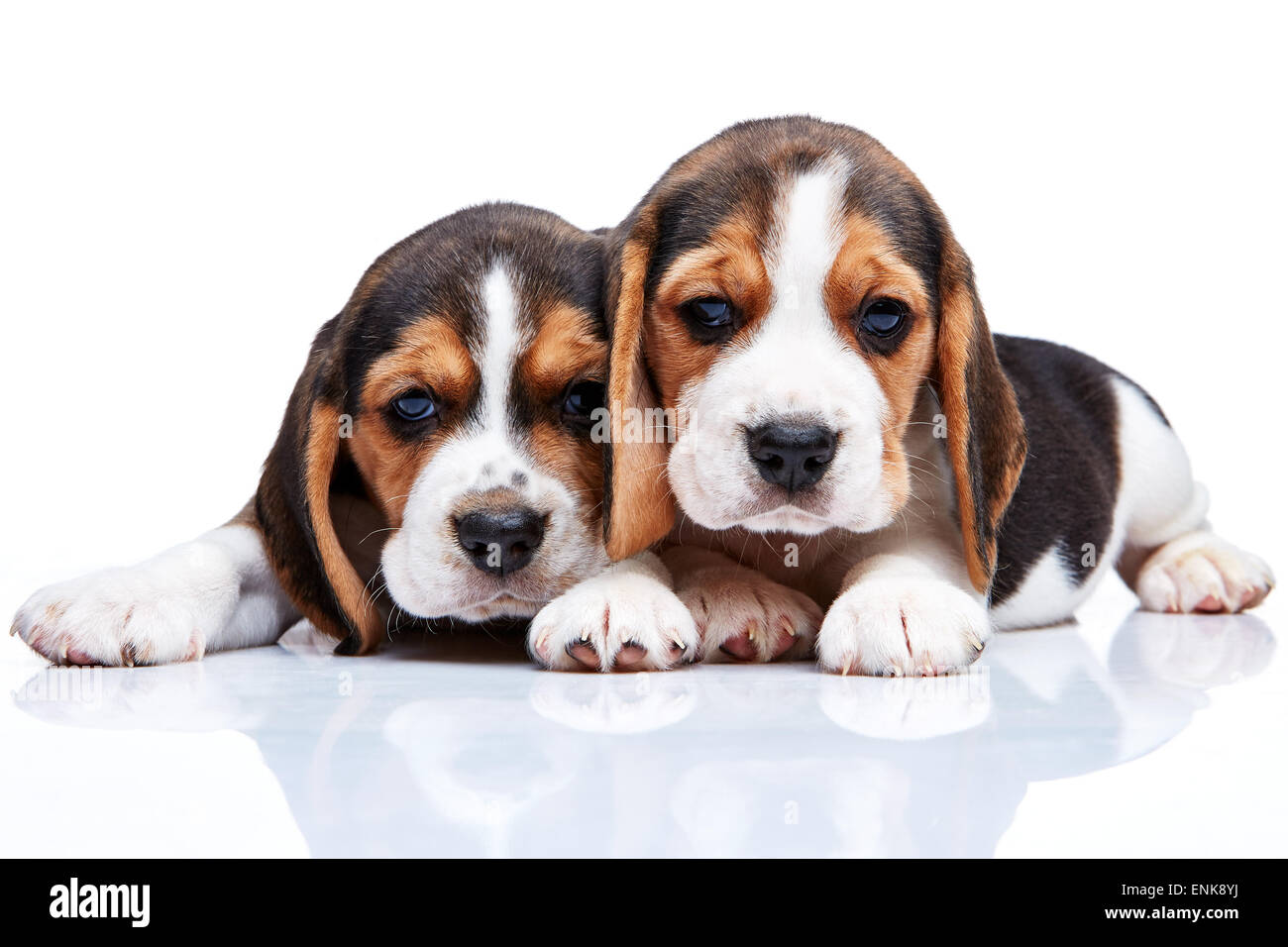 The two beagle puppies lying on the white background Stock Photo - Alamy