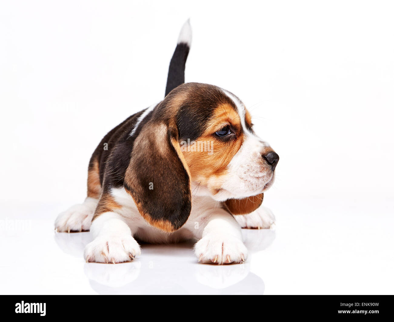 Cute dog beagle lying on hi-res stock photography and images - Alamy