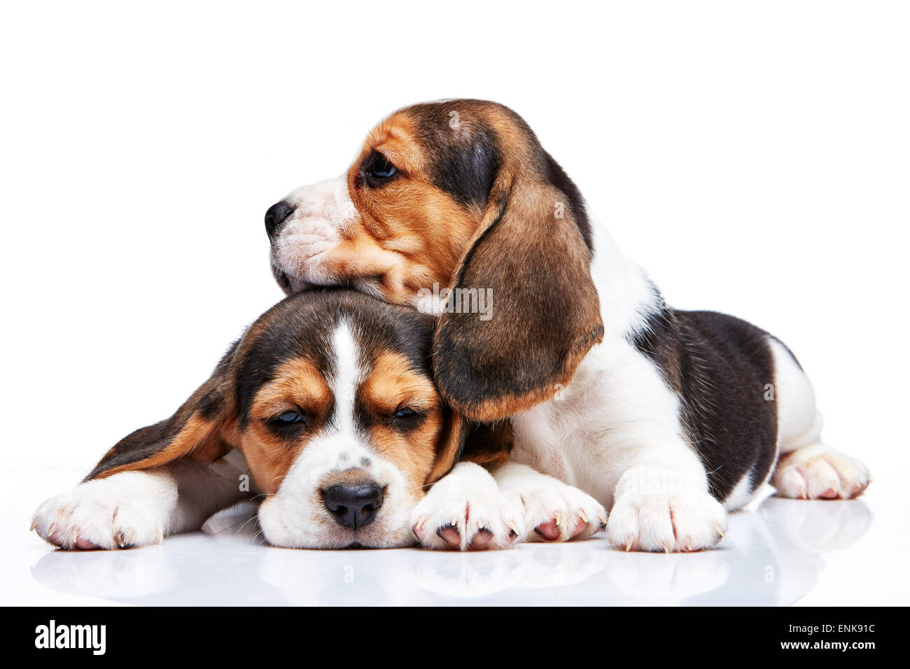 The two beagle puppies lying on the white background Stock Photo - Alamy
