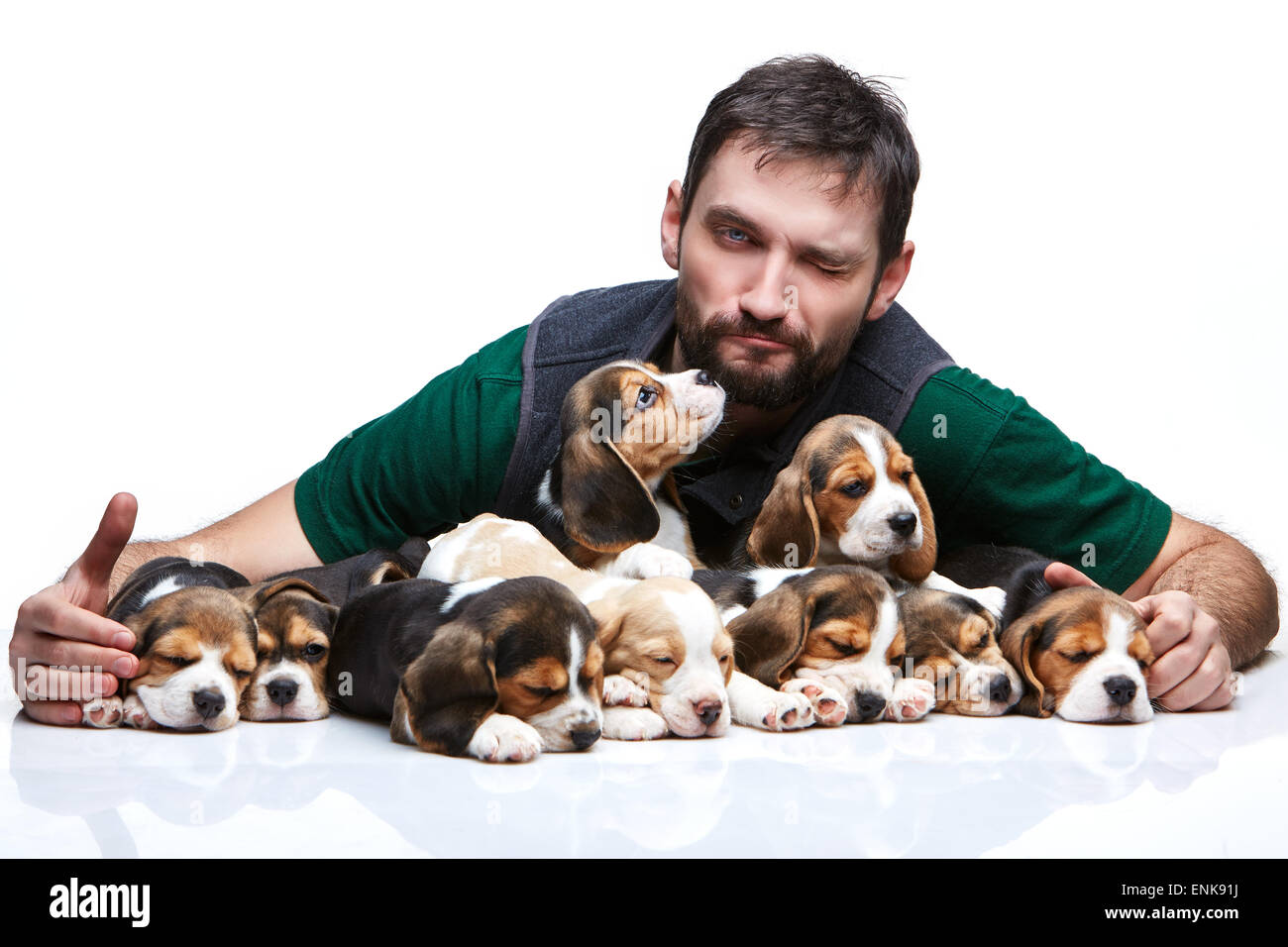The winking man and big group of a beagle puppies on white background ...