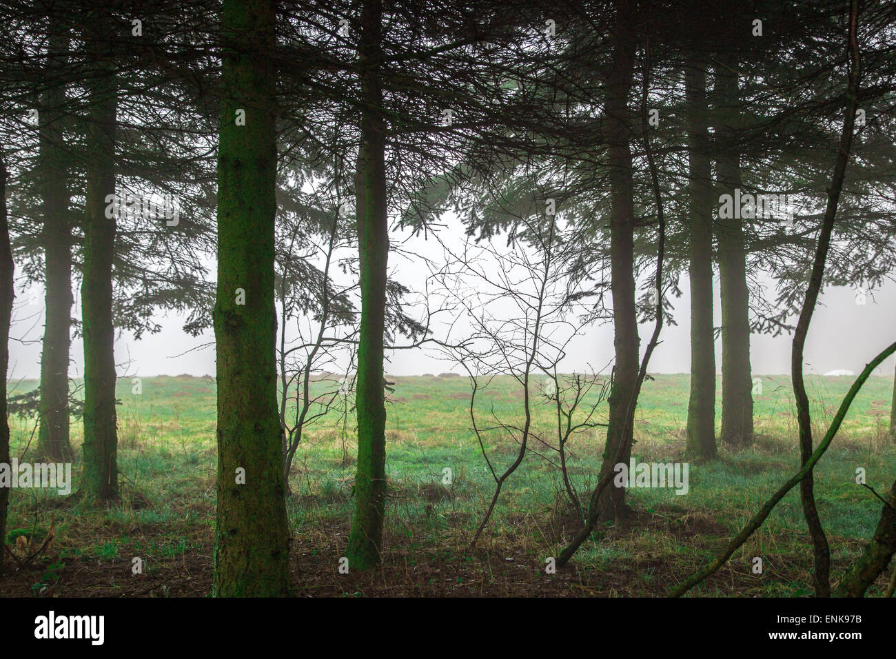Forest overlooking clearing in the fog Stock Photo - Alamy