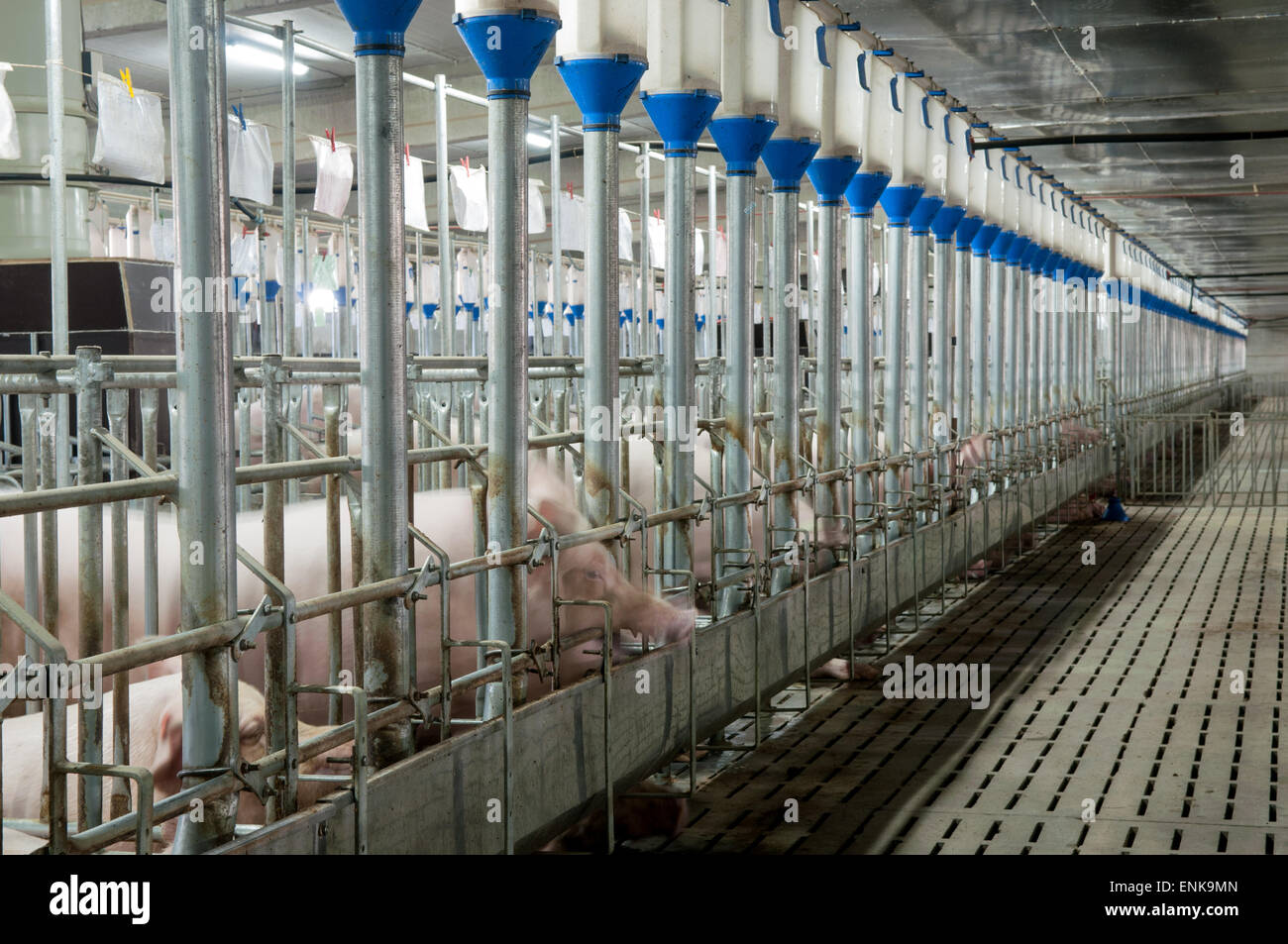 Pork plant with very large pigs in special stalls Stock Photo - Alamy