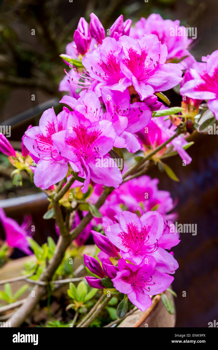 Azalea Blue Danube in flower Stock Photo - Alamy