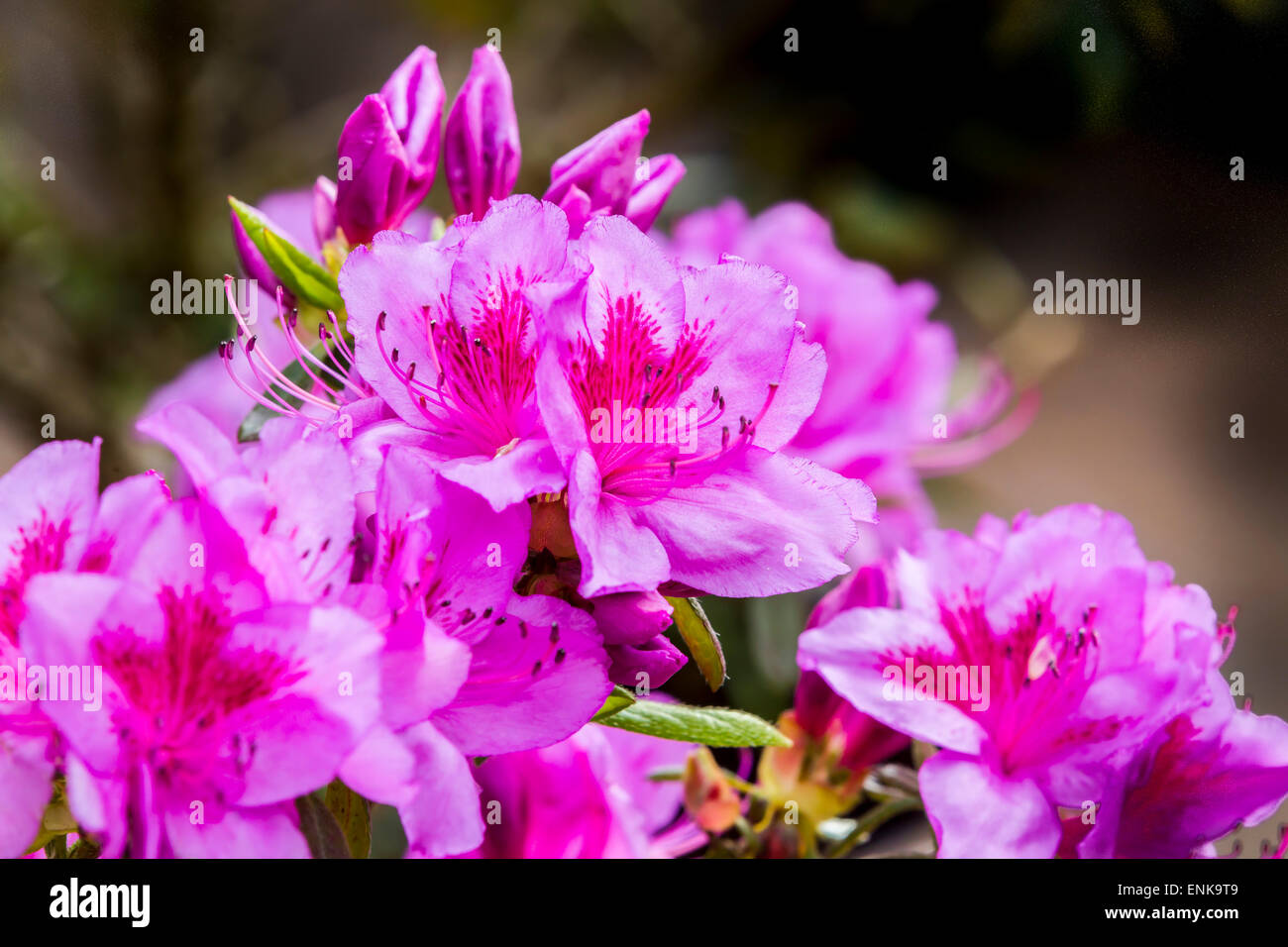 Blue Azalea Stock Photos & Blue Azalea Stock Images - Alamy