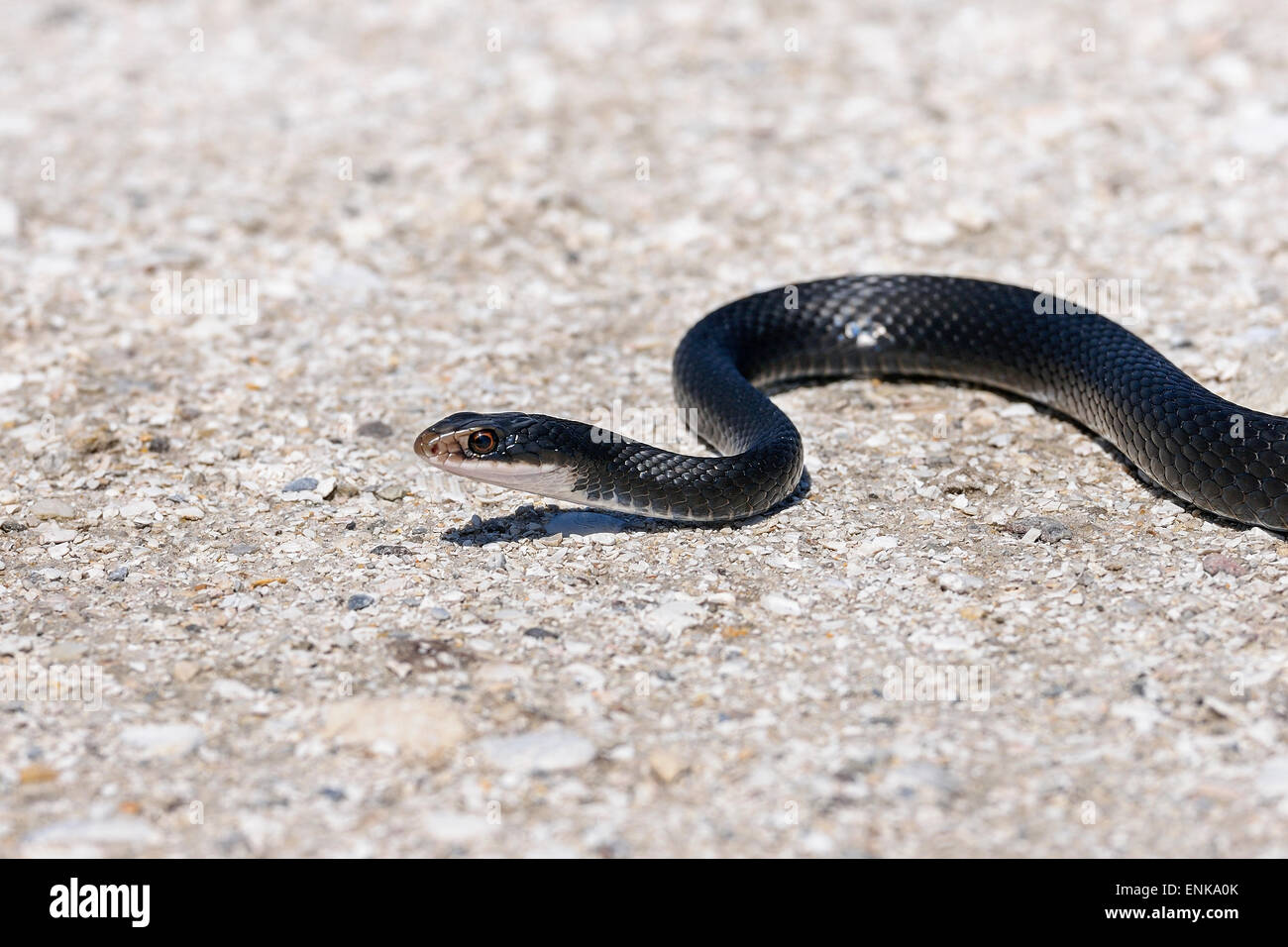 Baby Black Racer Snakes