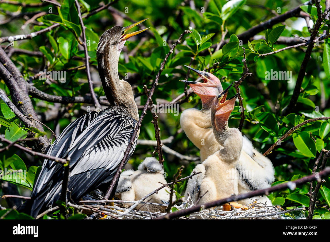 anhinga, anhinga anhinga, water turkey, wakodahatchee, florida Stock ...