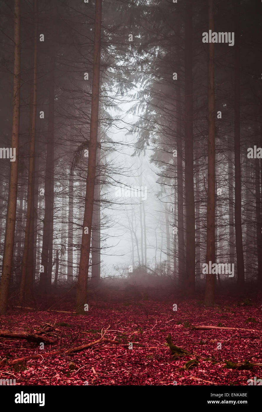 Fantasy forest fog red leaves hi-res stock photography and images - Alamy