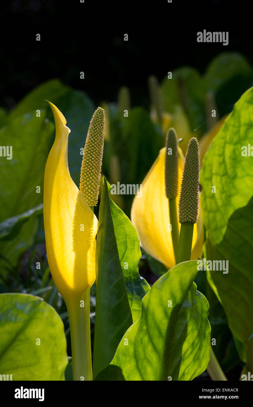 Lysichiton americanus. Yellow skunk cabbage in an Scottish woodland in ...
