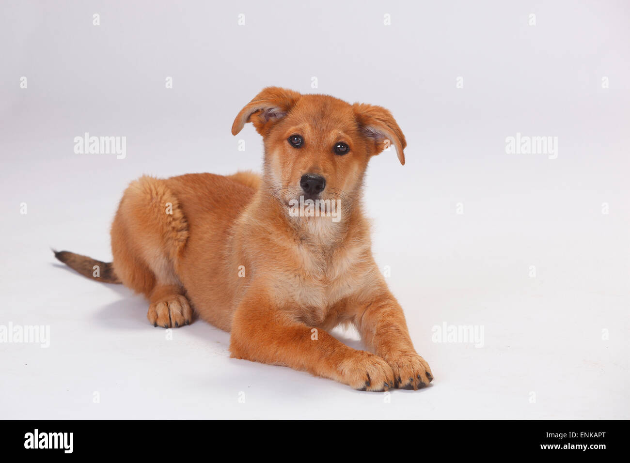 Dog harzer fuchs hi-res stock photography and images - Alamy
