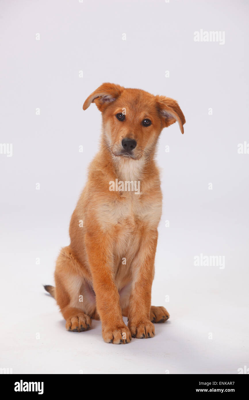 Harzer Fuchs, puppy, 3 months|Harzer Fuchs, Welpe, 3 Monate Stock Photo ...
