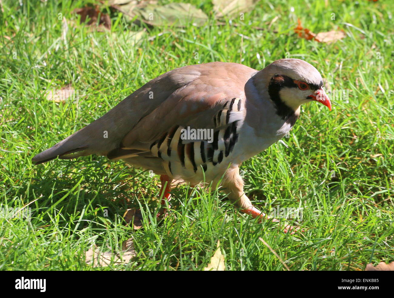 Chukarsteinhuhn hi-res stock photography and images - Alamy