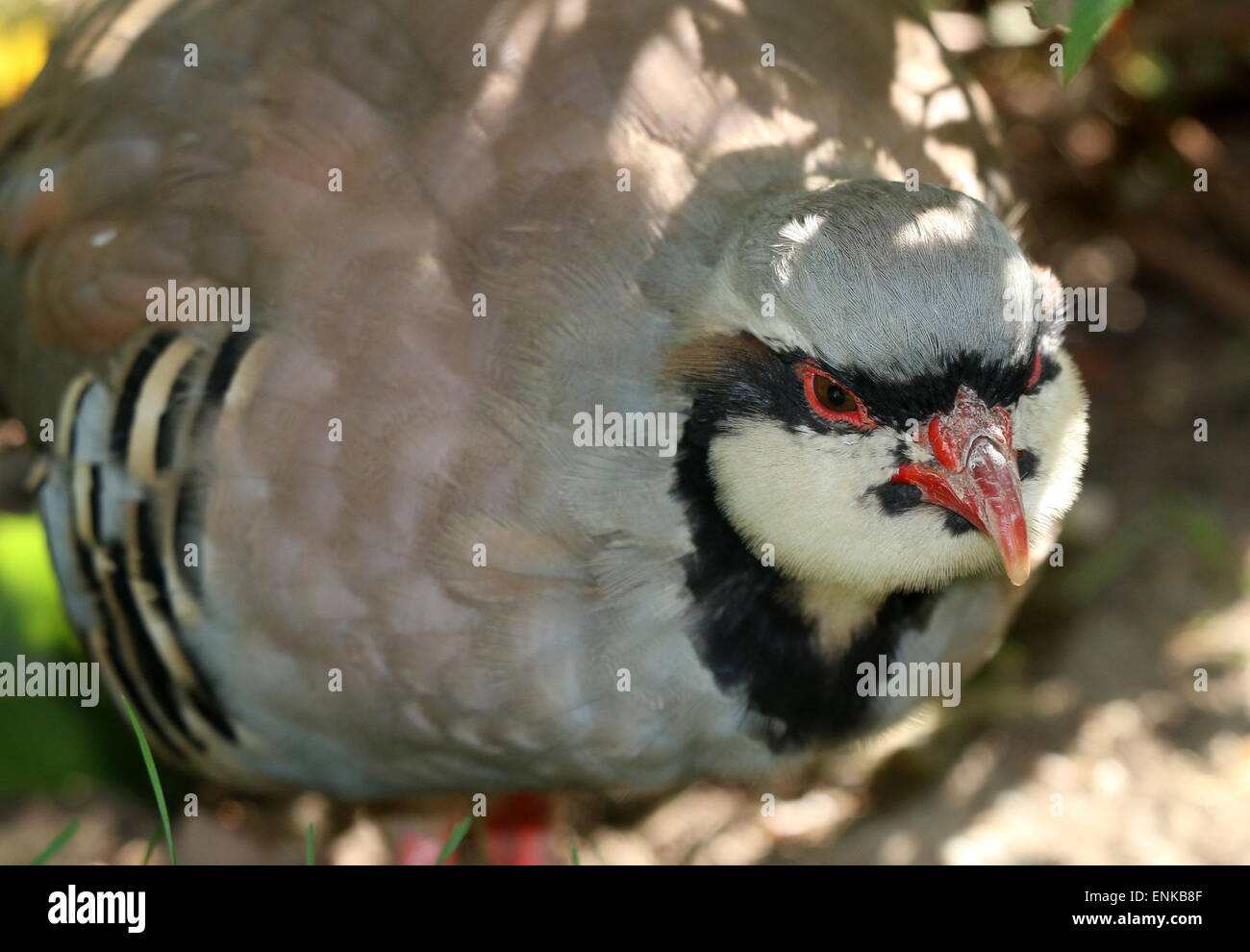 Asian Chukar partridge (Alectoris chukar) closeup of the head Stock ...