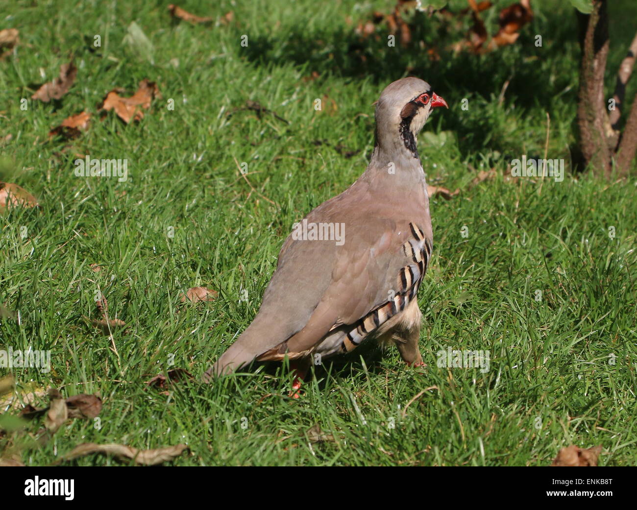 Asian Chukar partridge (Alectoris chukar Stock Photo - Alamy