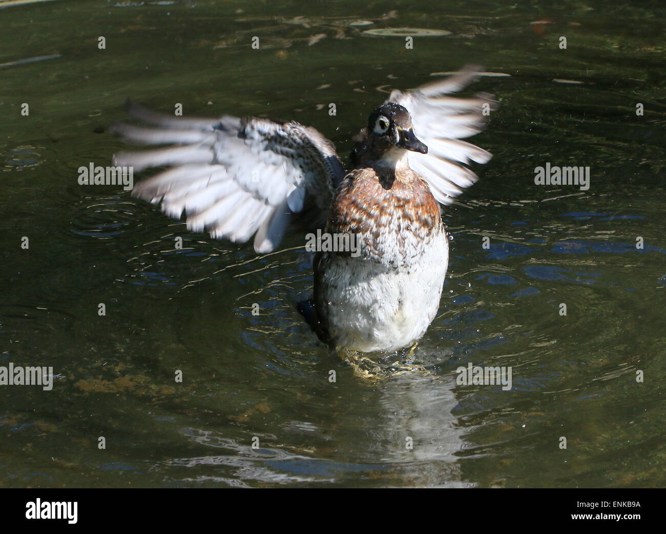 Female North American Wood duck or Carolina duck (Aix sponsa) flapping ...