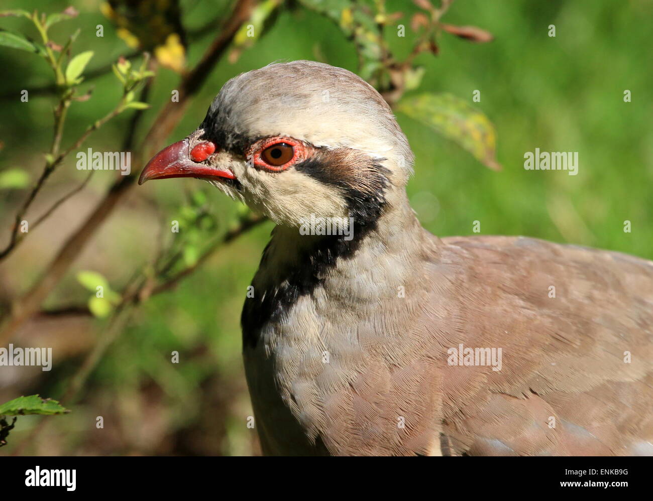 Asian Chukar partridge (Alectoris chukar Stock Photo - Alamy