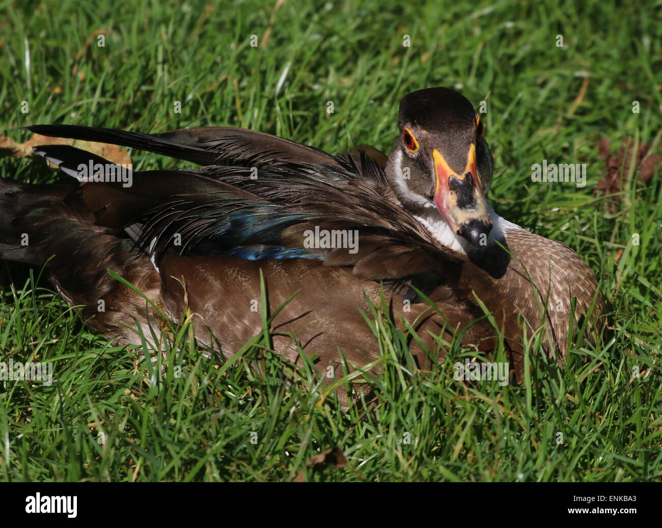 Male North American Wood duck or Carolina duck (Aix sponsa) in eclipse ...