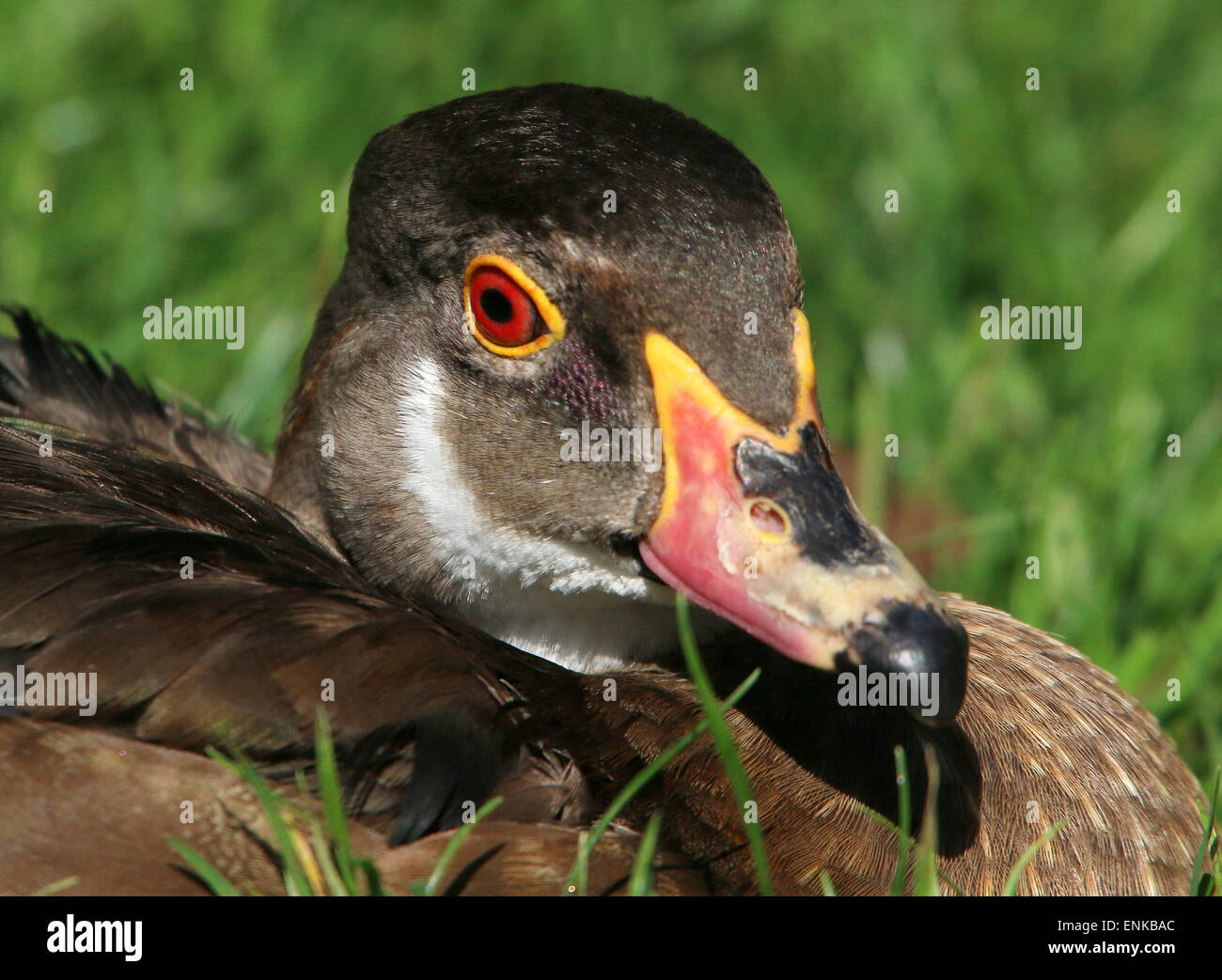 Male North American Wood duck or Carolina duck (Aix sponsa) in eclipse ...