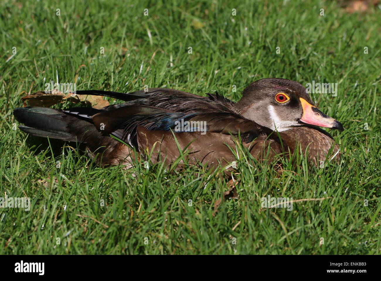 Male North American Wood duck or Carolina duck (Aix sponsa) in eclipse ...