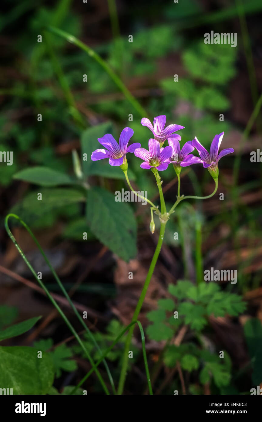 Native texas flowers hi-res stock photography and images - Alamy