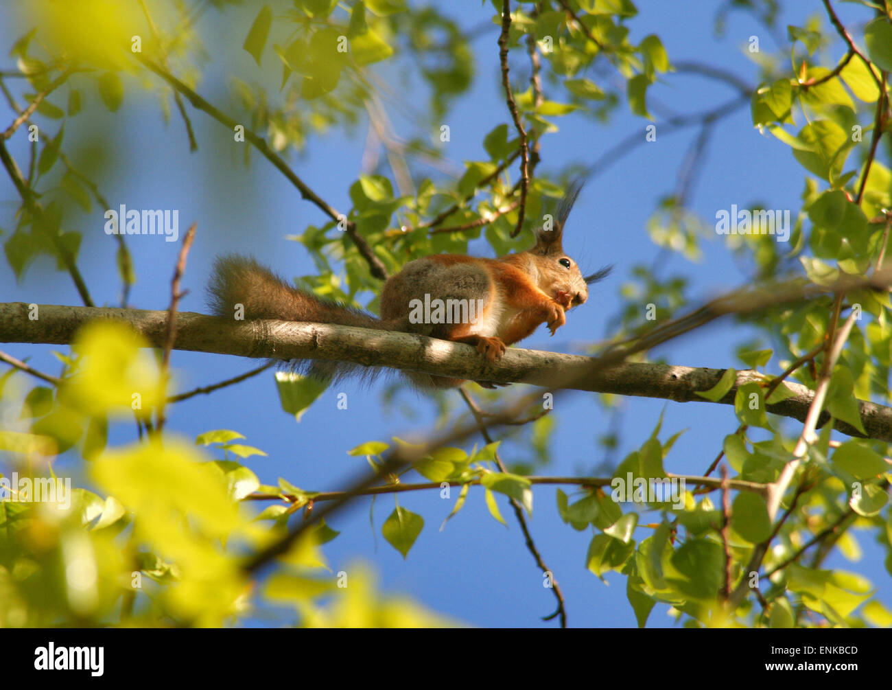 Red squirrel standing on the tree with green leaves hi-res stock ...