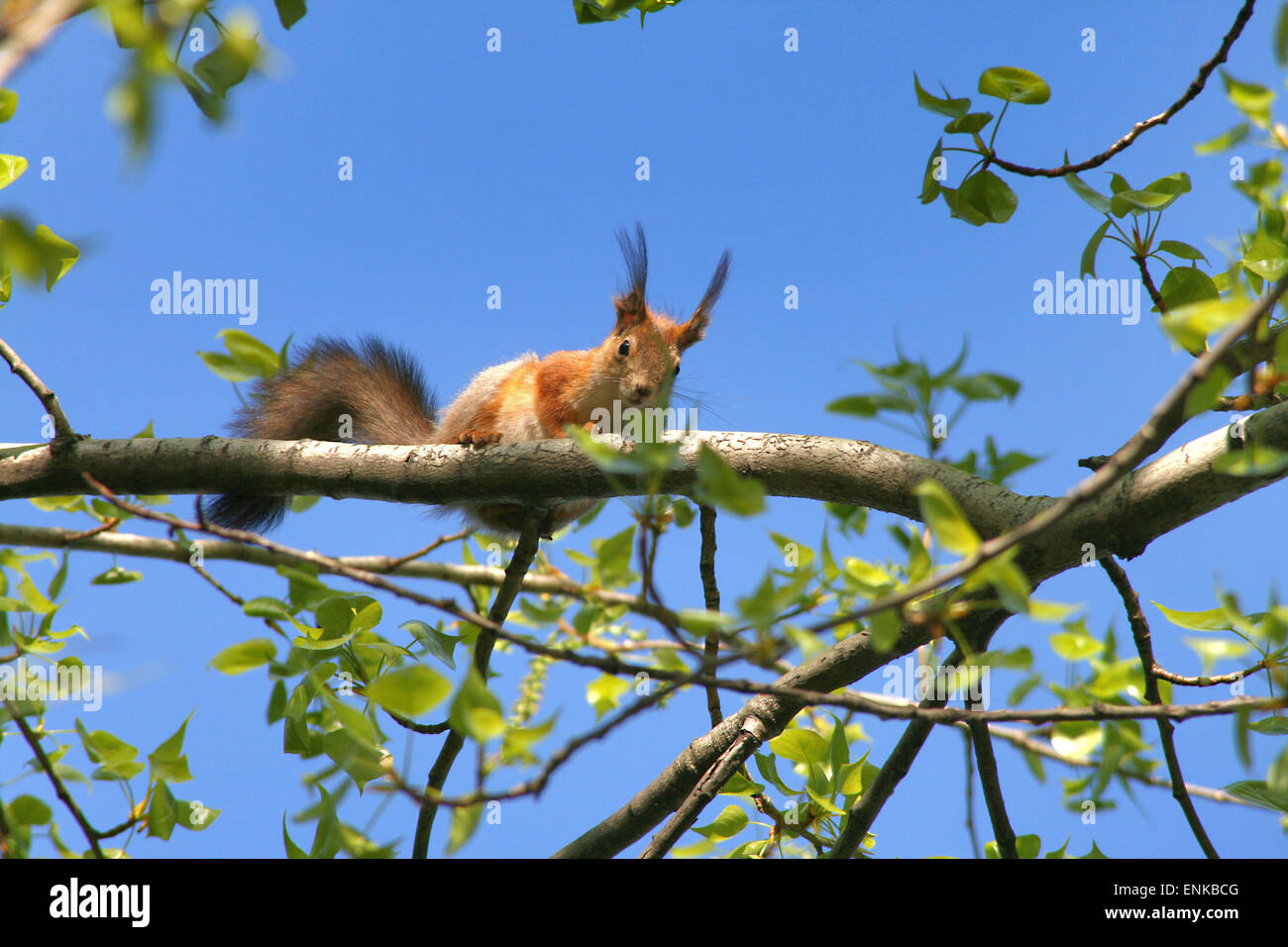 The squirrel on the tree hi-res stock photography and images - Alamy