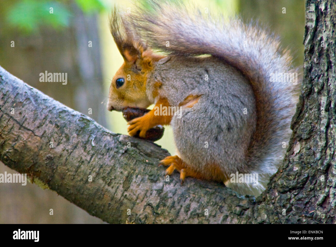 Squirrel eating nut in tree hi-res stock photography and images - Alamy