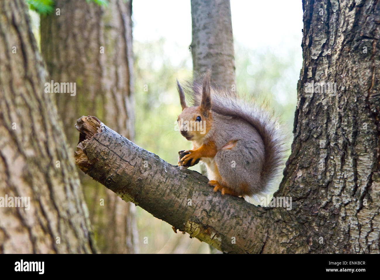 Squirrel nut on tree in hi-res stock photography and images - Alamy