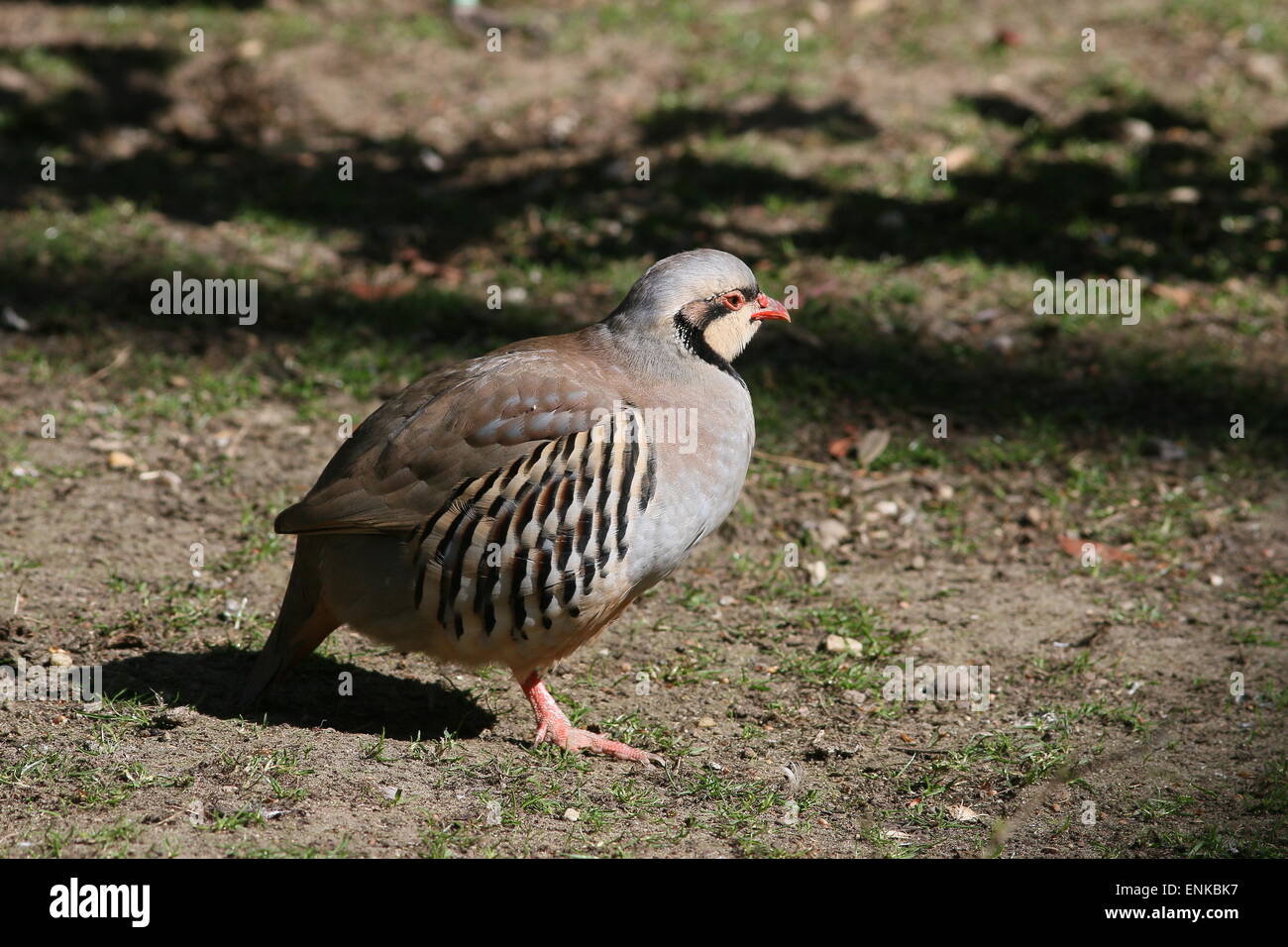 Asian Chukar partridge (Alectoris chukar) posing in the sun Stock Photo ...