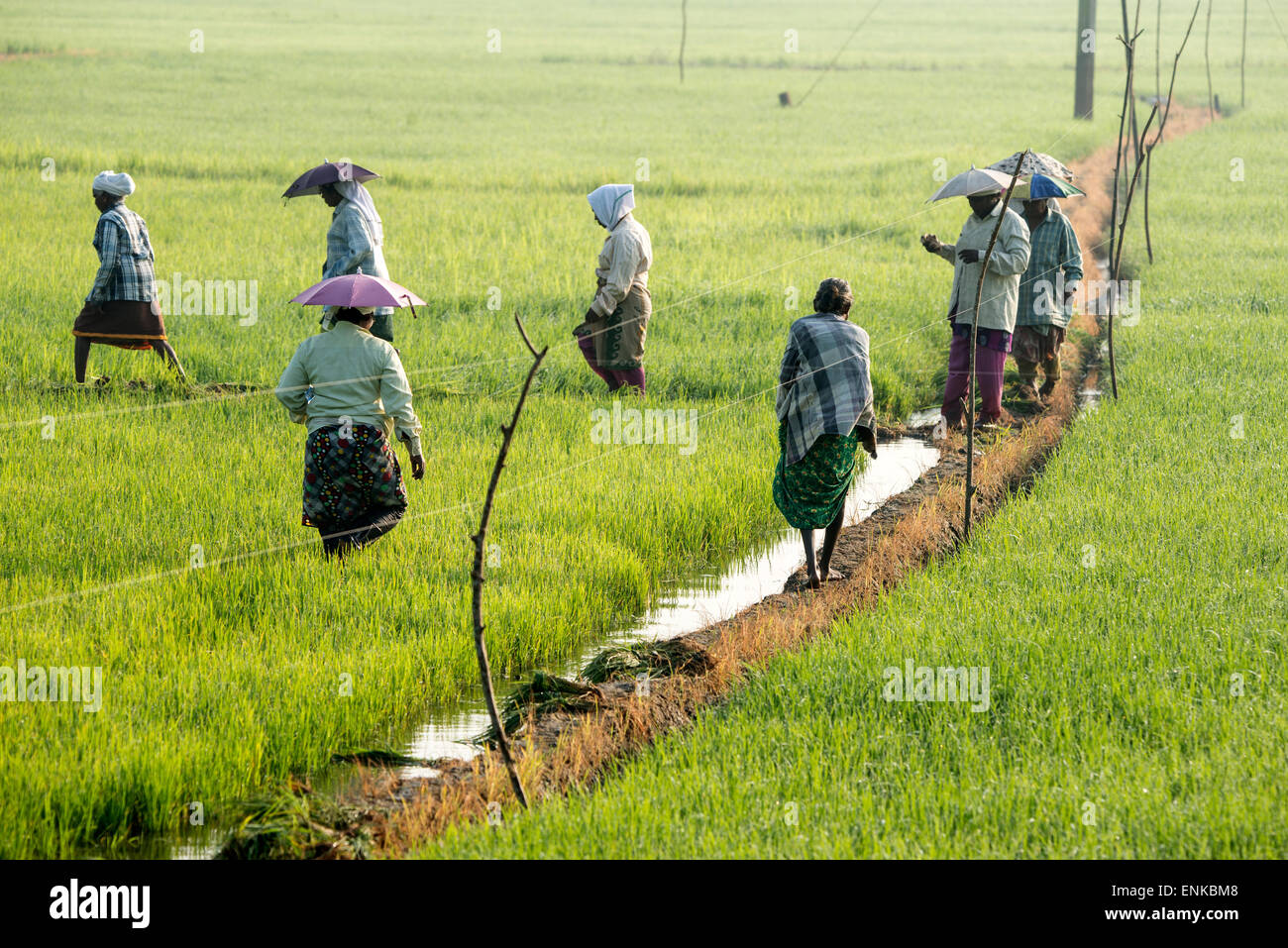 A group of local women from nearby villages, tread along a narrow muddy ...