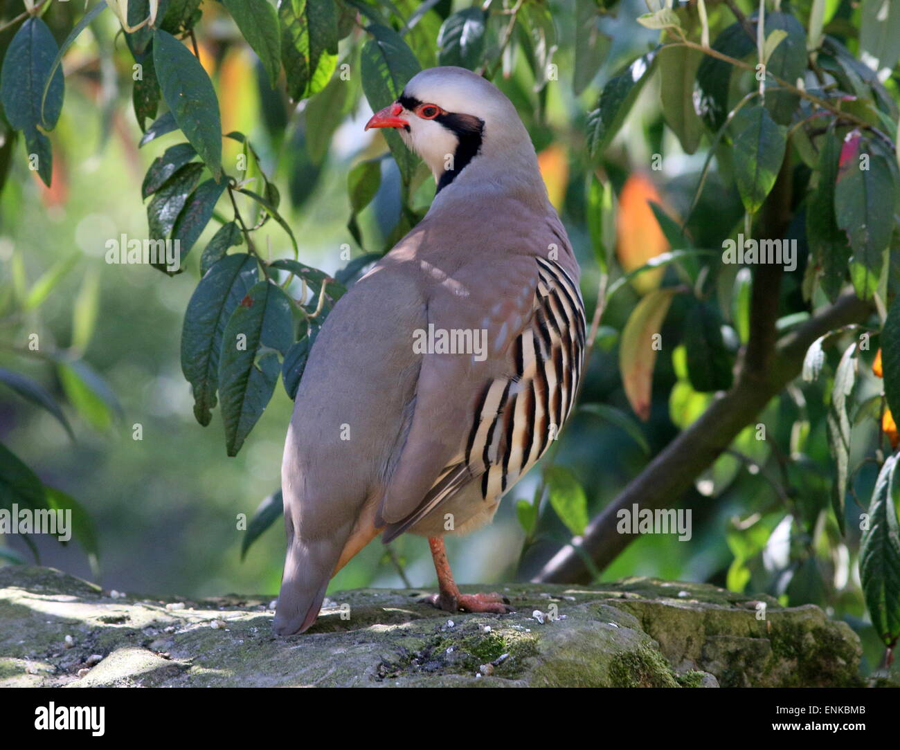 Asian Chukar partridge (Alectoris chukar) seen from the back, head ...