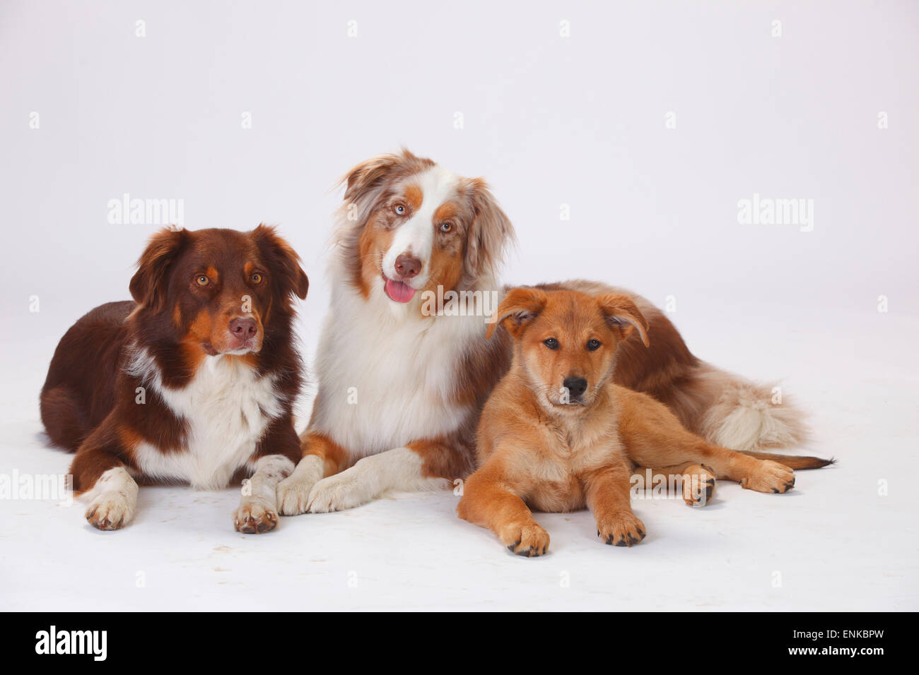 Australian Shepherds, red-tri and red-merle, and Harzer Fuchs, puppy, 3 ...