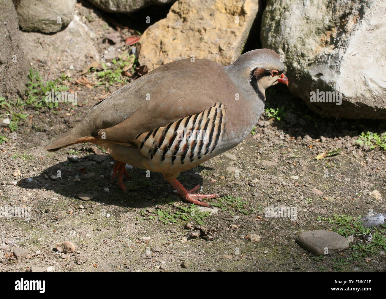 Asian Chukar partridge (Alectoris chukar) seen in profile Stock Photo ...