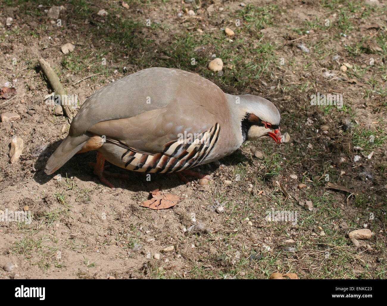 Asian Chukar rock partridge (Alectoris chukar Stock Photo - Alamy