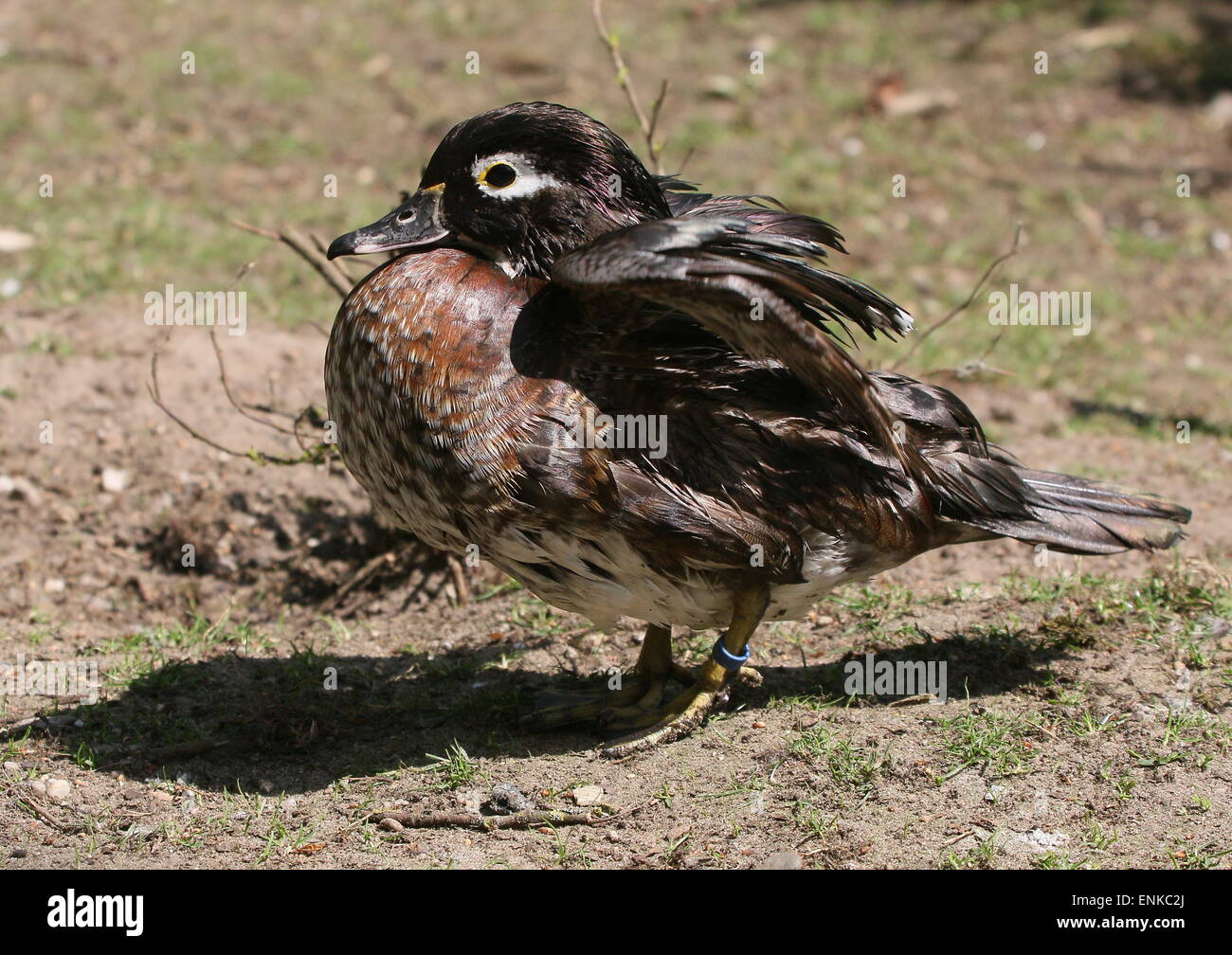 Female North American Wood duck or Carolina duck (Aix sponsa) drying ...