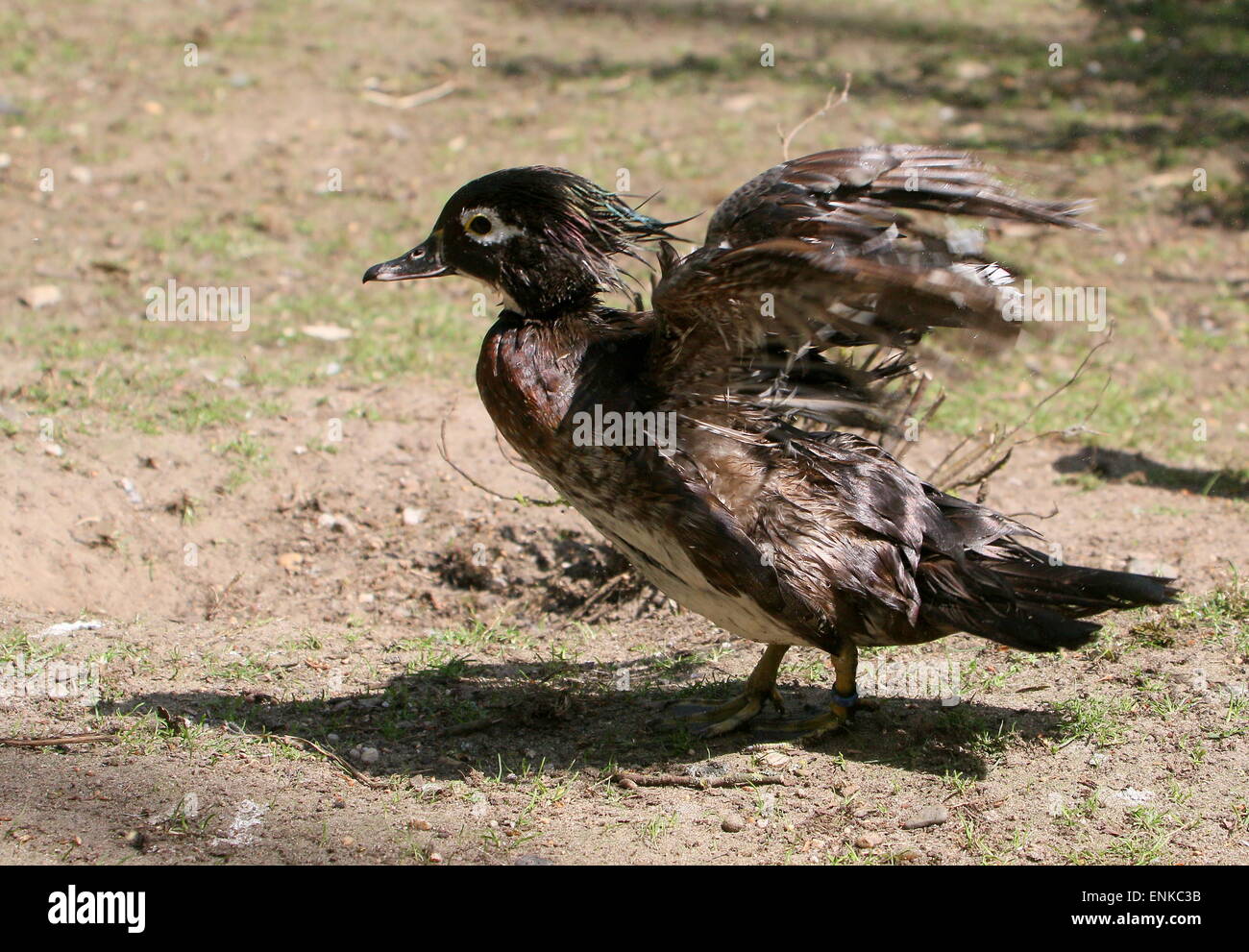 Female flaps wings hi-res stock photography and images - Alamy