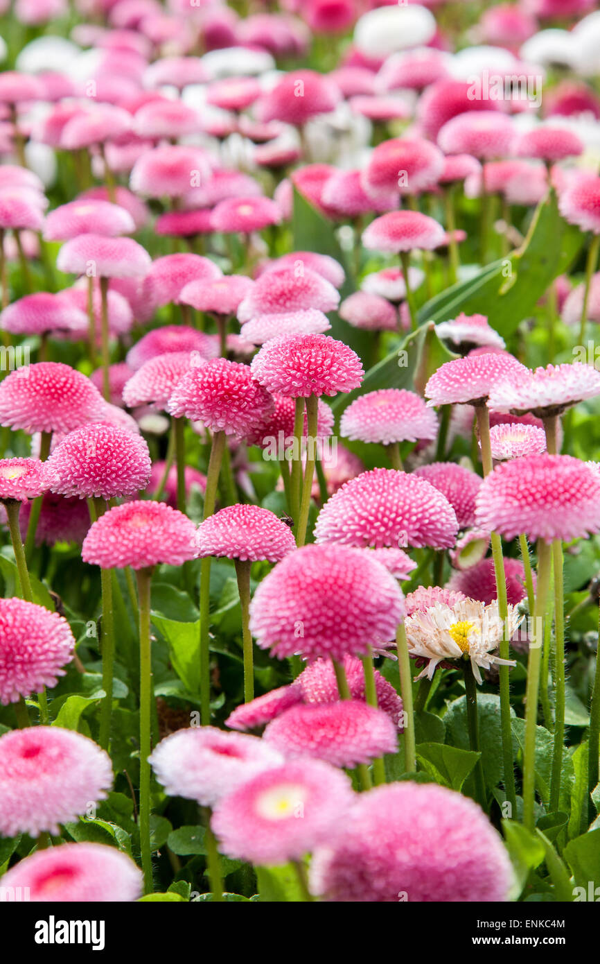 Bellis mix hi-res stock photography and images - Alamy