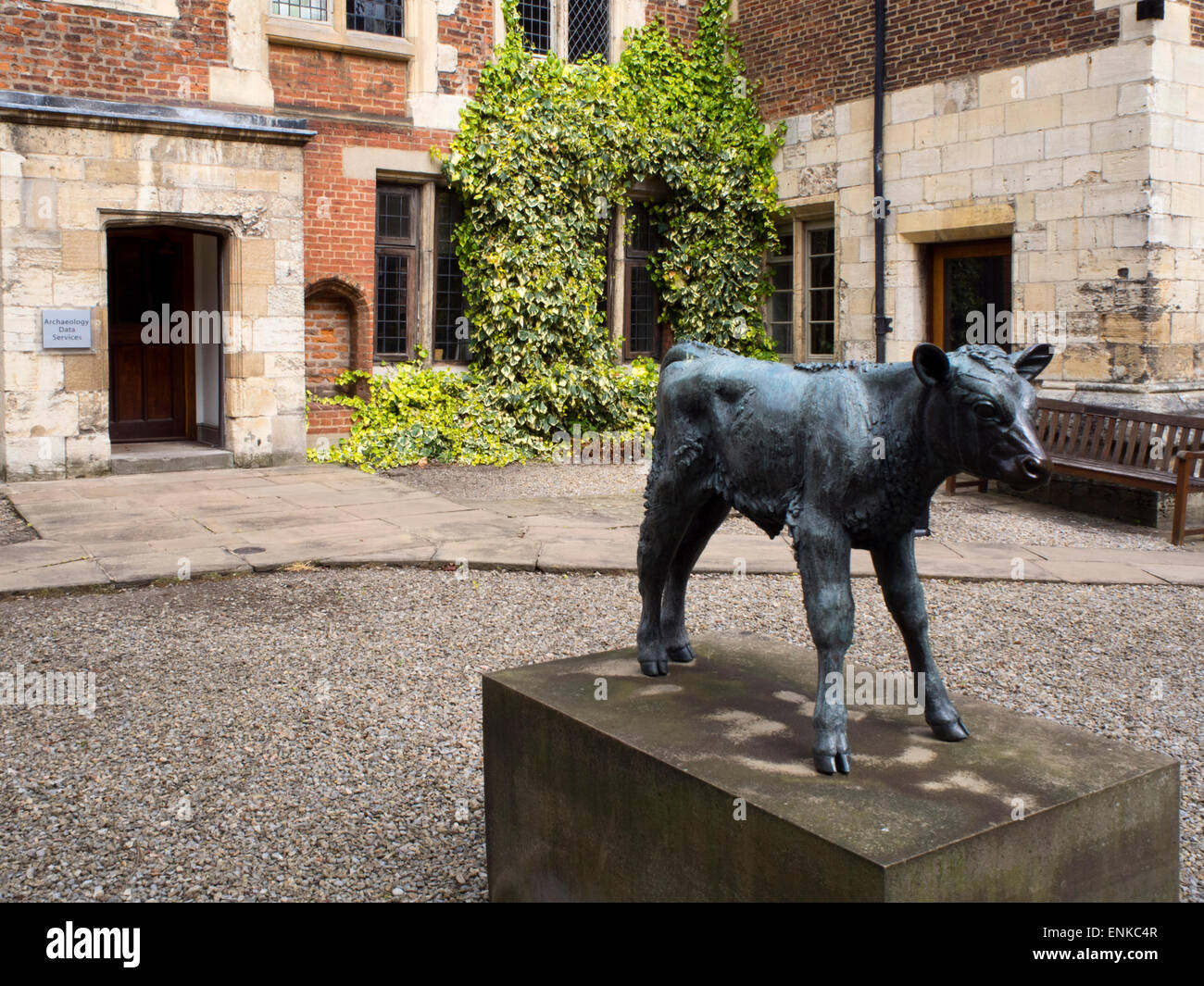 Friesian Calf Statue by Sally Arnup in the Courtyard at The Kings Manor ...