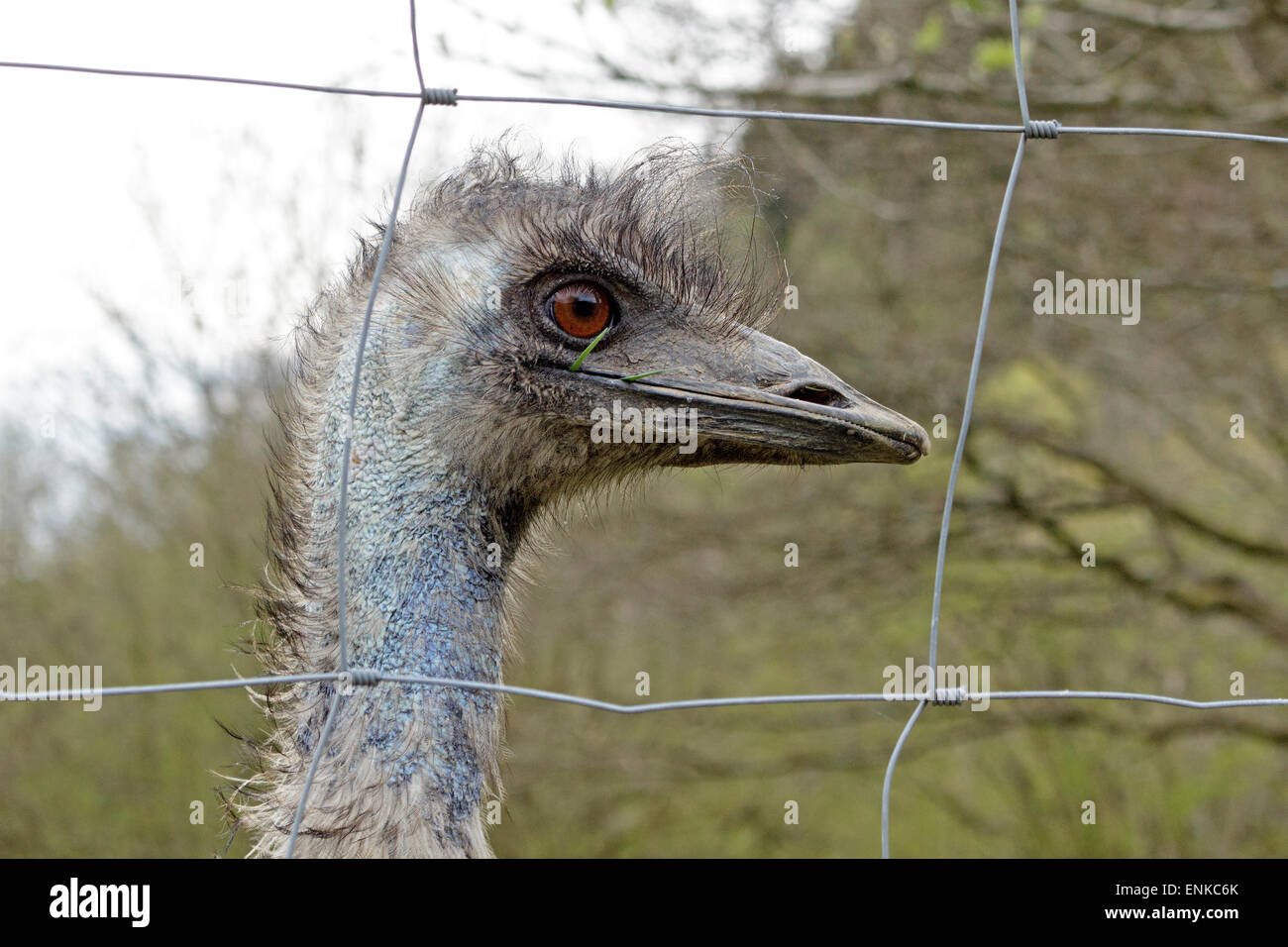 Emu fence hi-res stock photography and images - Alamy