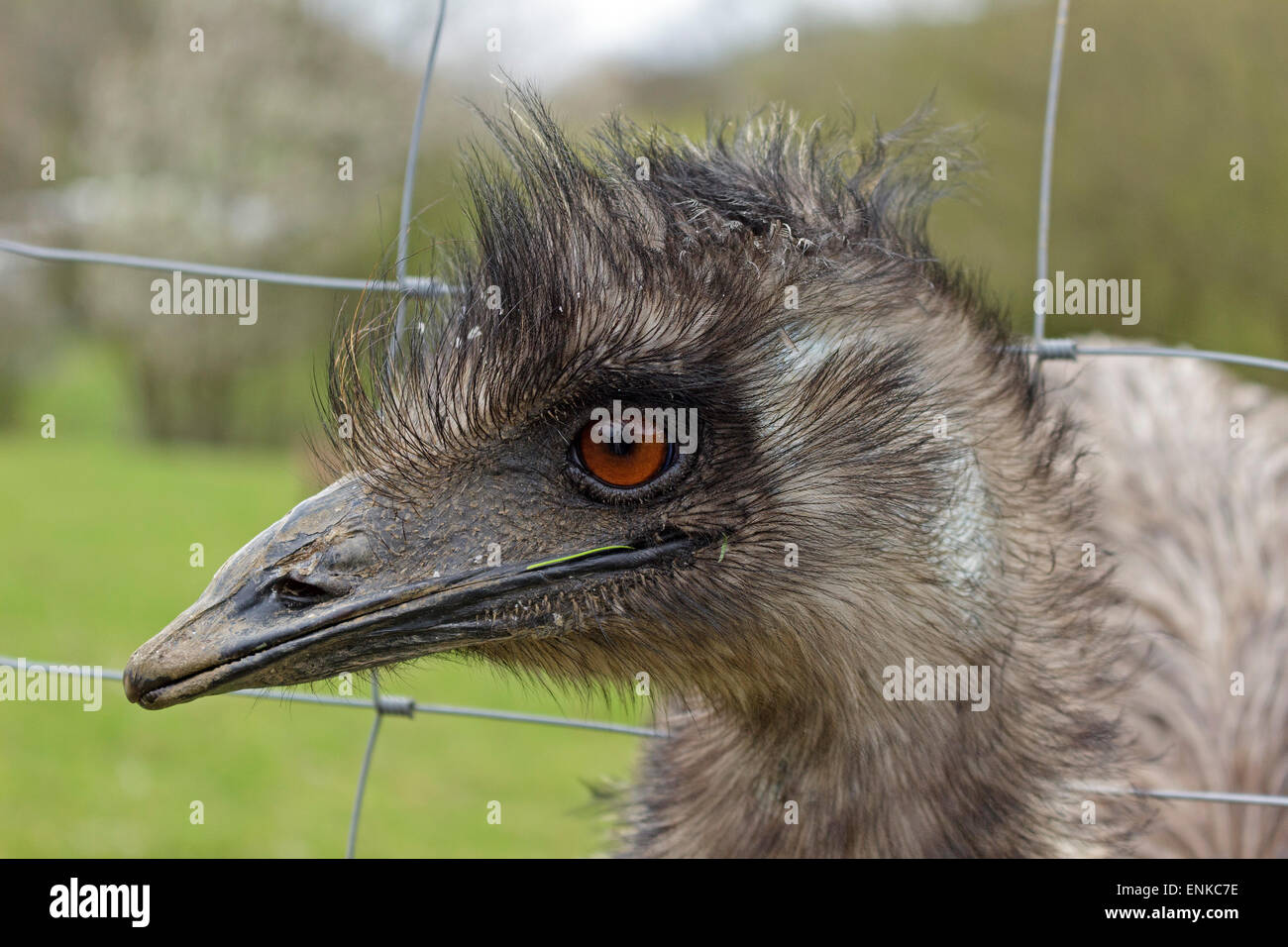 Emu fence hi-res stock photography and images - Alamy