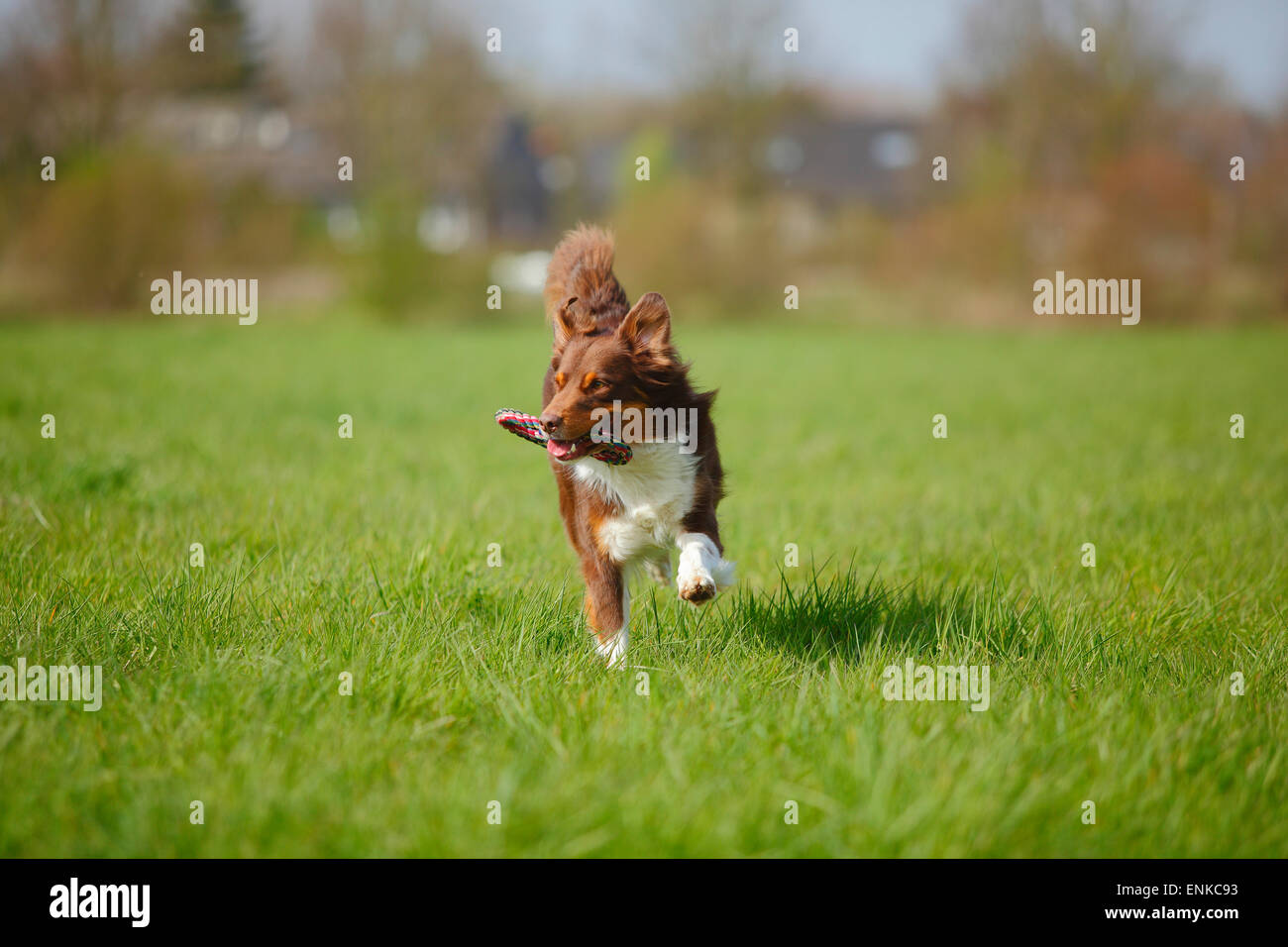 Australian Shepherd, red-tri|Australian Shepherd, Ruede, red-tri Stock ...