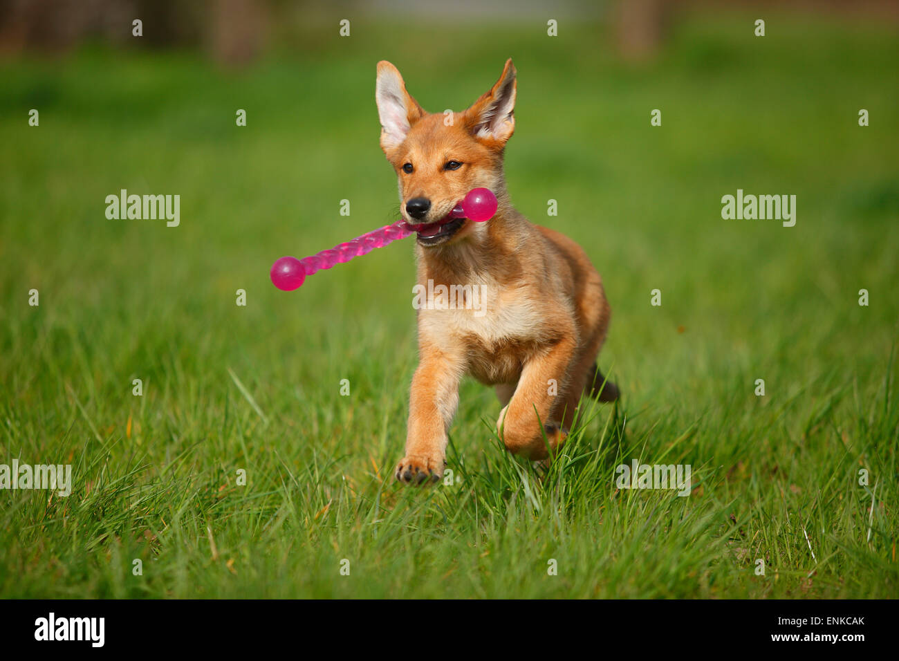Harzer Fuchs, puppy, 3 months|Harzer Fuchs, Welpe, 3 Monate Stock Photo ...