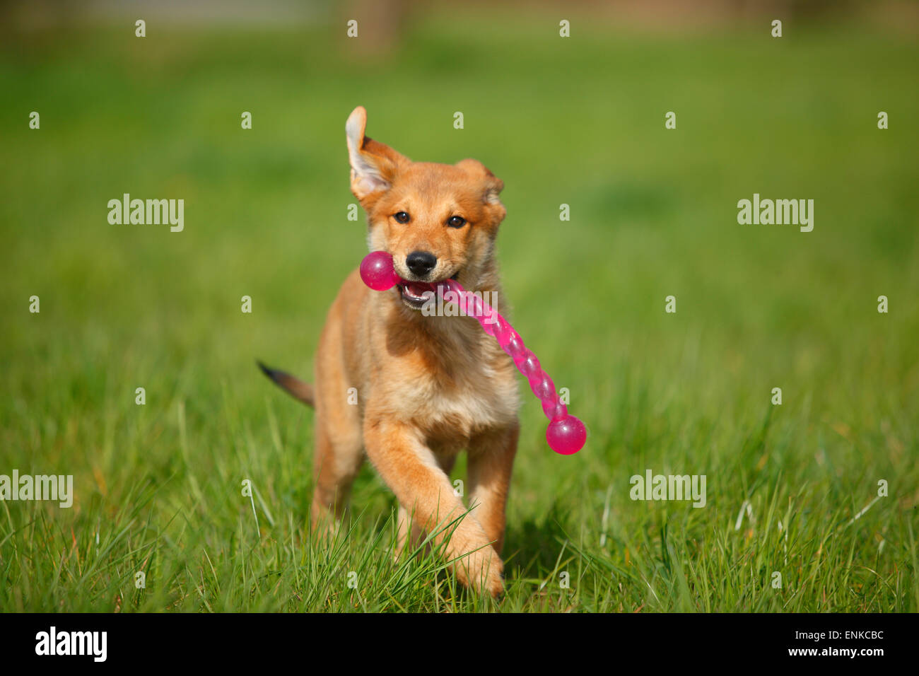 Harzer see hi-res stock photography and images - Alamy
