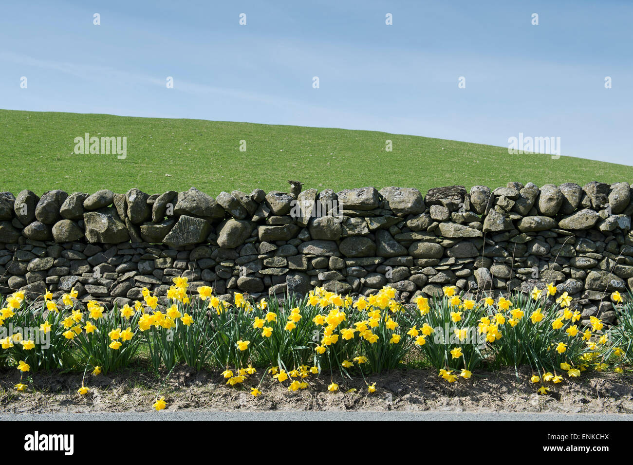 Spring flowers scotland hi-res stock photography and images - Alamy