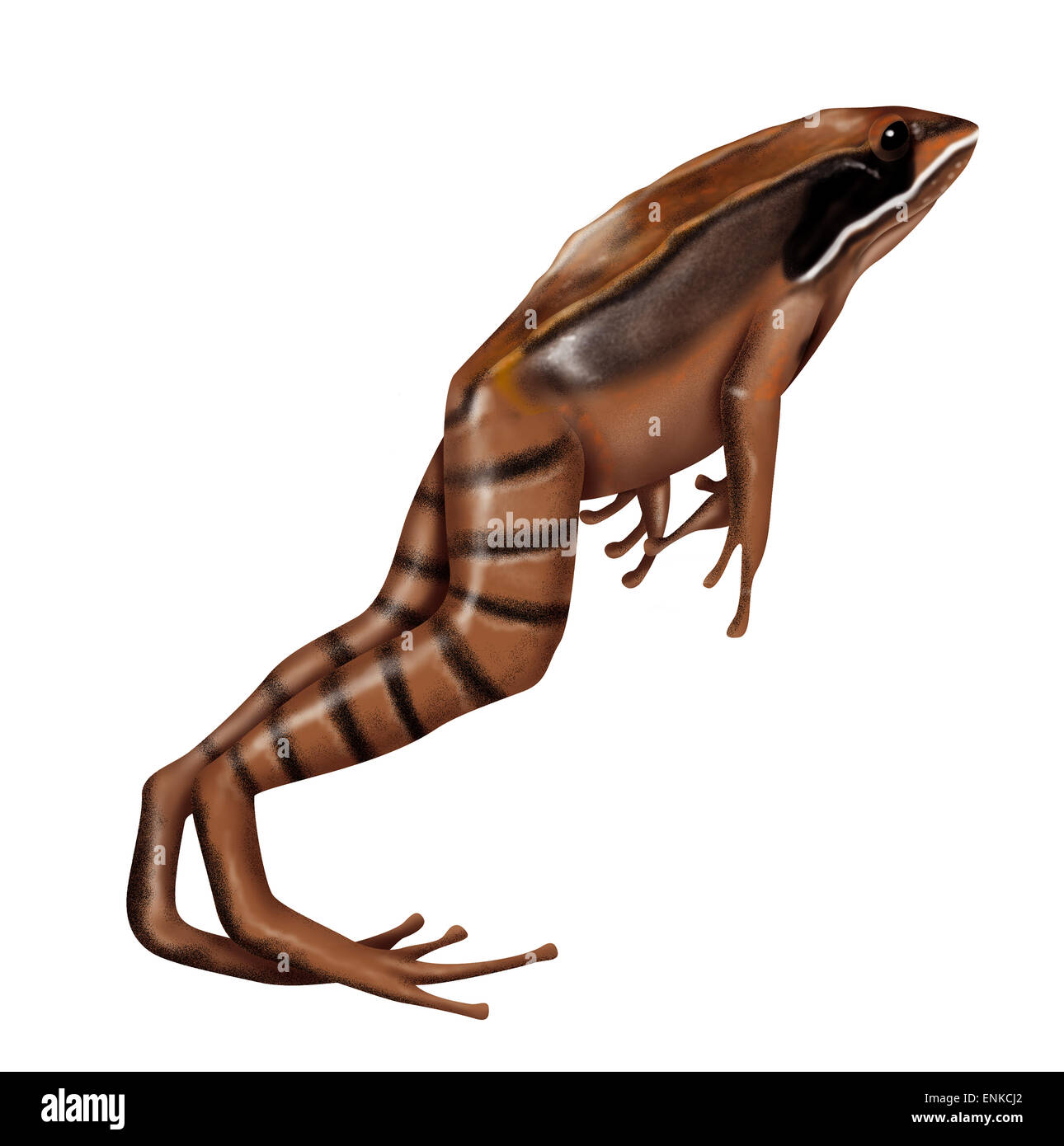 Wood frog frog Cut Out Stock Images & Pictures - Alamy