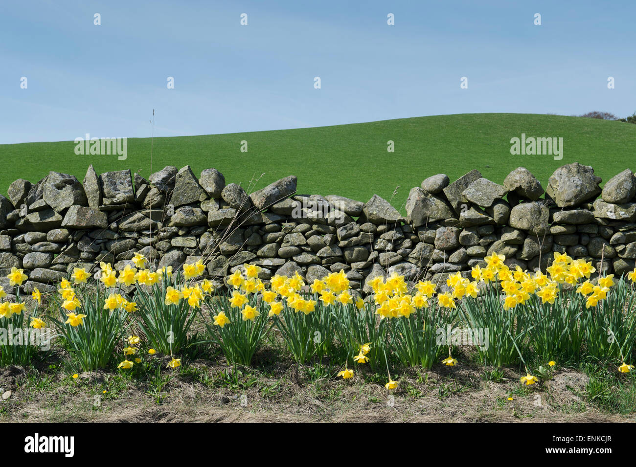 Daffodils in spring on the side of a road in front of a dry stone wall ...