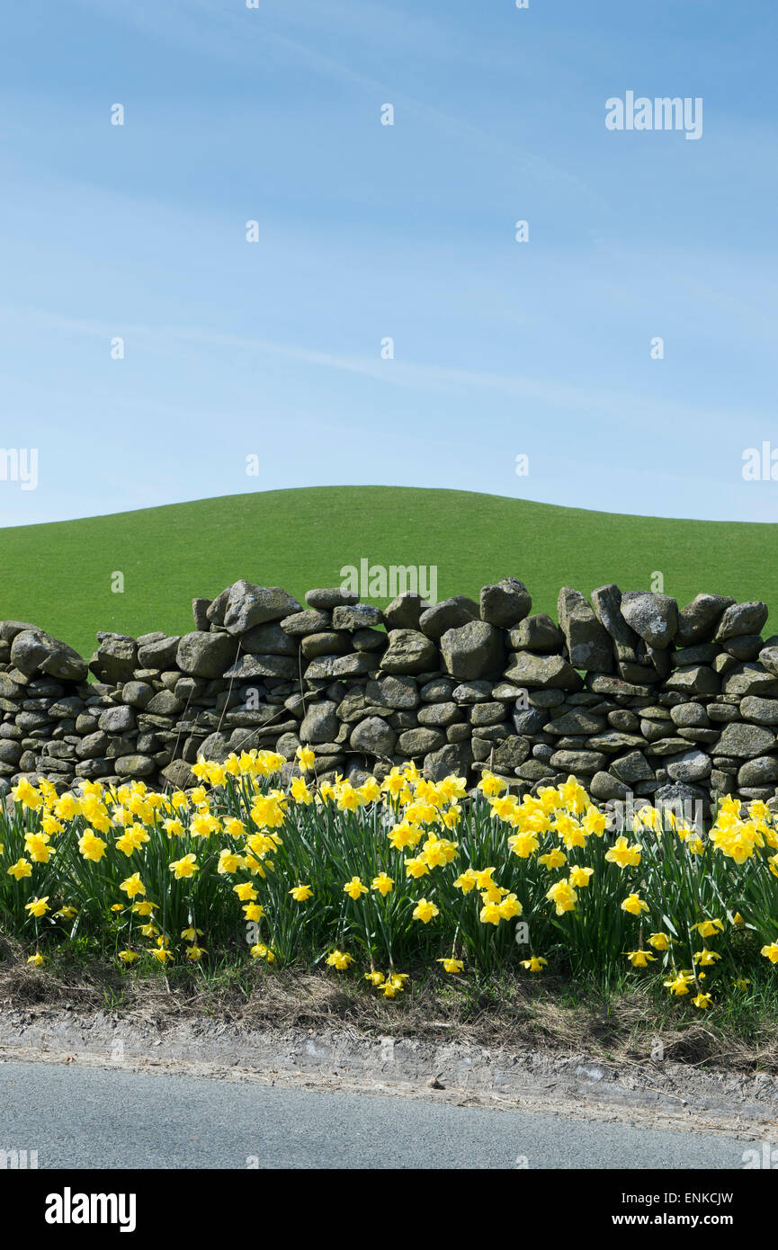 Spring flowers scotland hi-res stock photography and images - Alamy