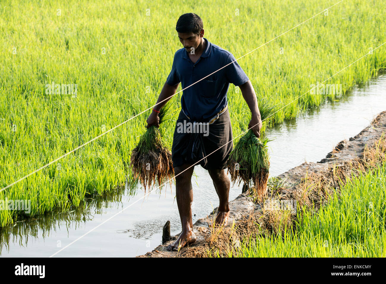 A rice worker taking bundles of harvested brown rice as he treads along ...