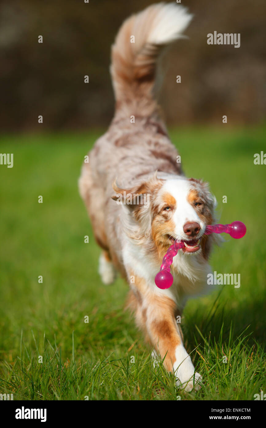 Australian Shepherd, red-merle|Australian Shepherd, Ruede, red-merle ...
