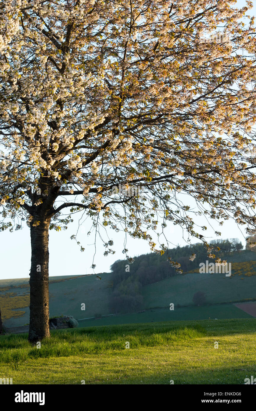 Light cherry hi-res stock photography and images - Alamy