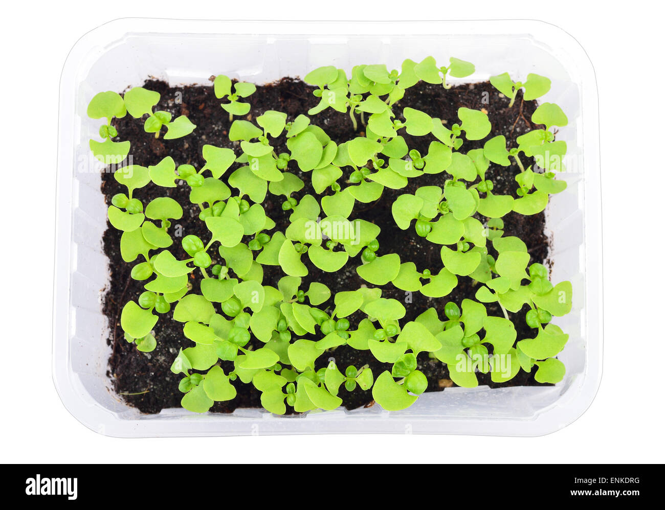 Basil plants in pot hi-res stock photography and images - Alamy